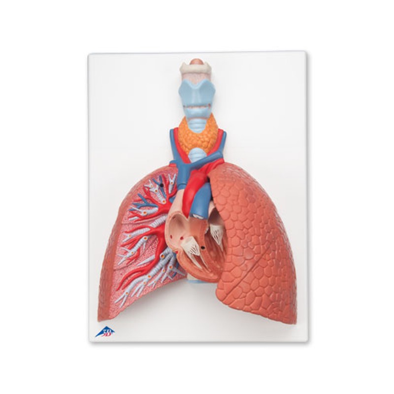 5-Part Anatomical Lung Model with Larynx | Health and Care
